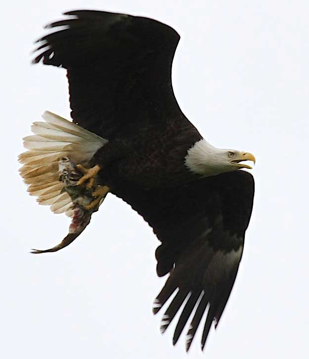 History of TOS – Tennessee Ornithological Society