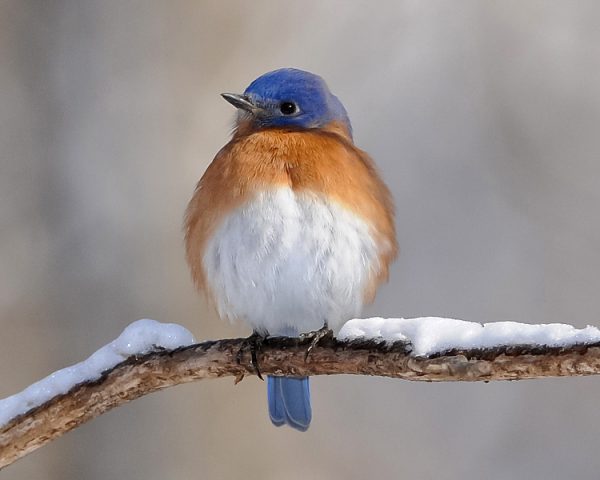 Home - Tennessee Ornithological Society