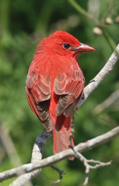 Home - Tennessee Ornithological Society
