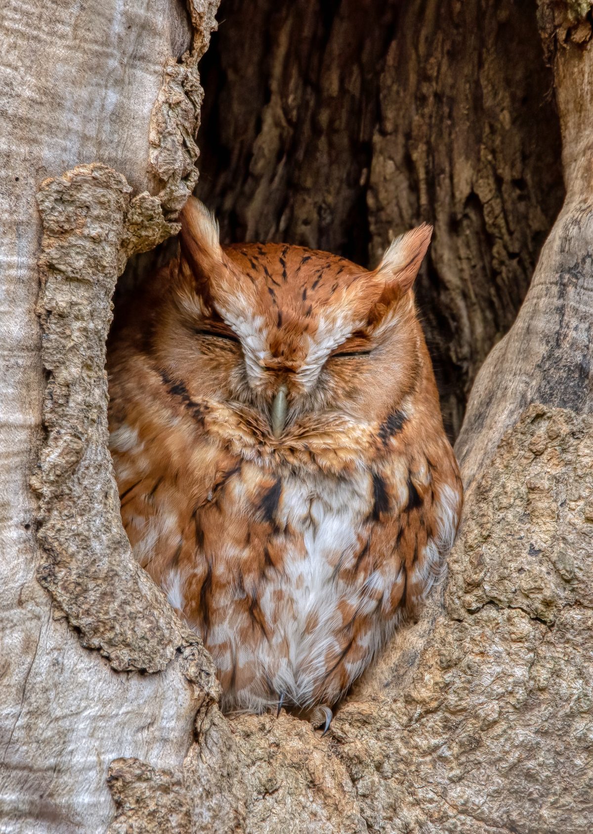 Bristol Chapter – Tennessee Ornithological Society